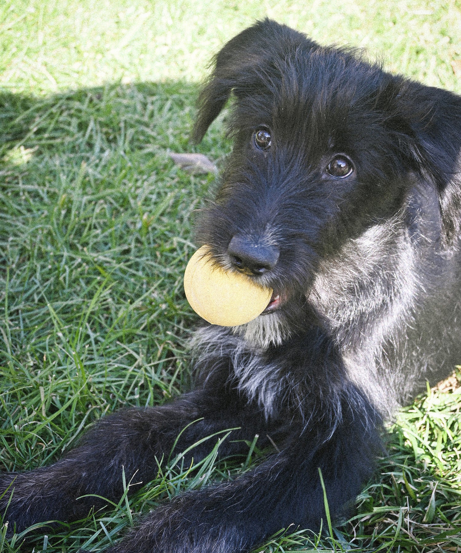 Fetch Boy Dog Toys: Rubber Balls Made in the USA for Dogs