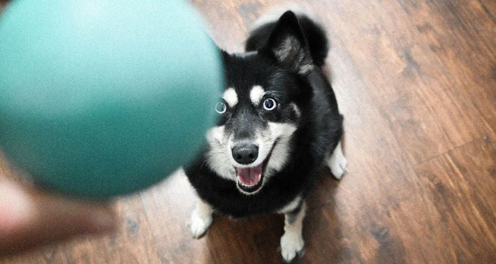 Fetch Boy Dog Toys: Rubber Balls Made in the USA for Dogs – The O.G. of ...