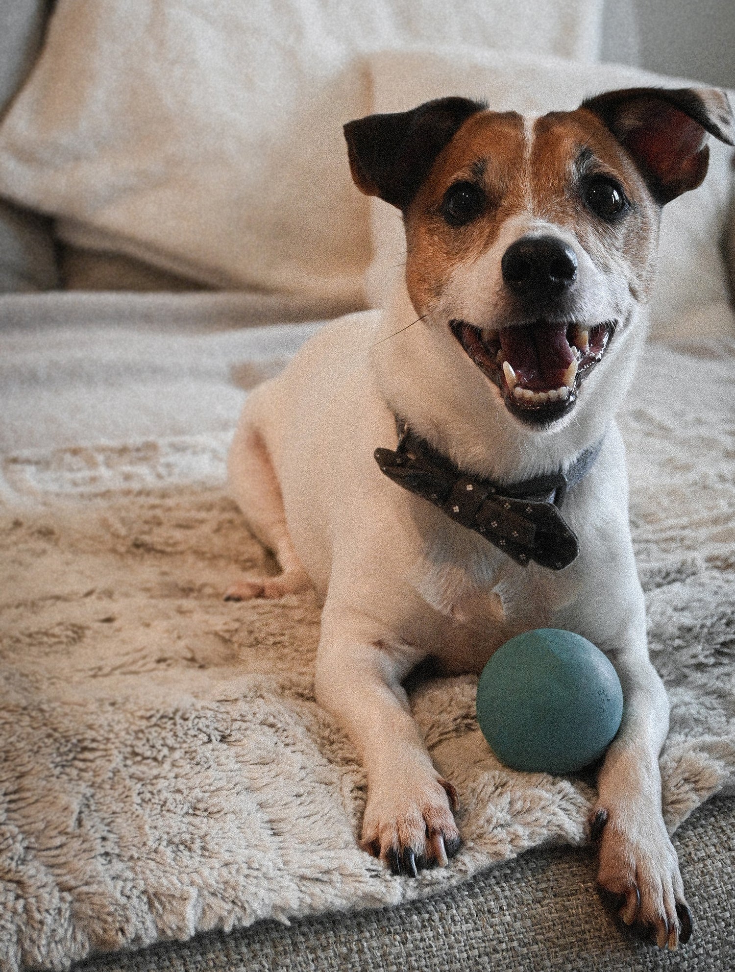 Fetch Boy Dog Toys: Rubber Balls Made in the USA for Dogs